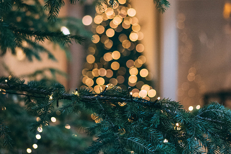 Should You Have Sex Under The Christmas Tree Biird